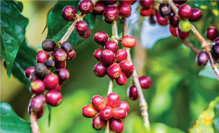 Community Coffee | #1 Family-Owned Retail Coffee Brand in America